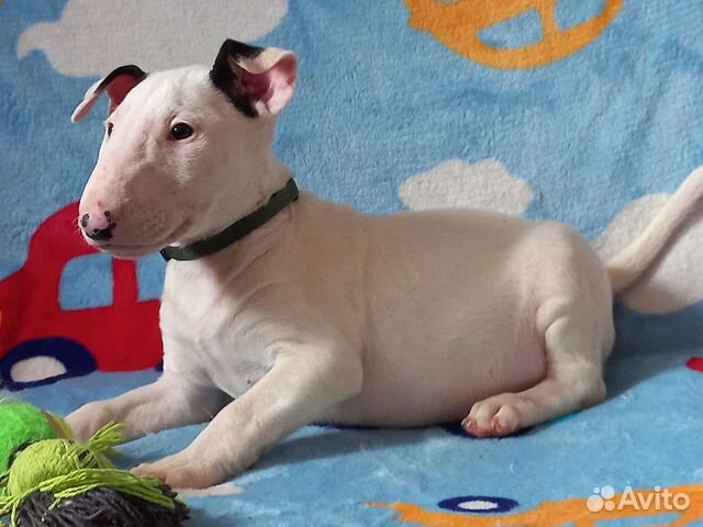 Девочка стандарт бультерьера