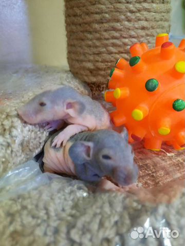 Крыса сфинкс