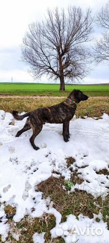 Щенки в поисках хозяина