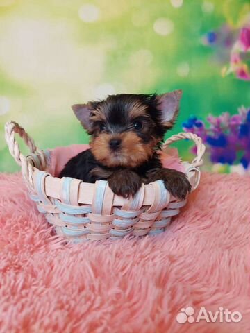 Идеальная девочка