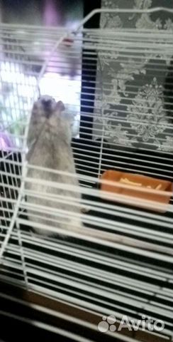 Крыса домашняя