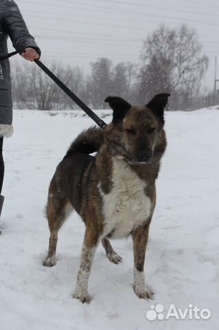 Собака хочет в семью
