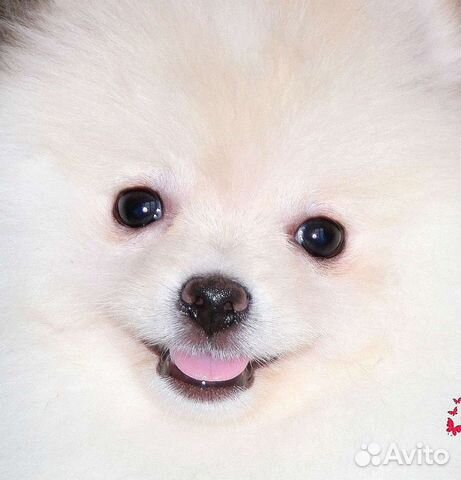 Померанский шпиц