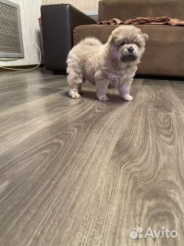 Медвежата чау-чау