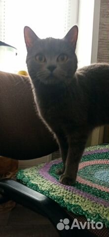 Британская кошка бесплатно