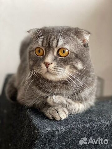 Шотландский вислоухий кот на вязку