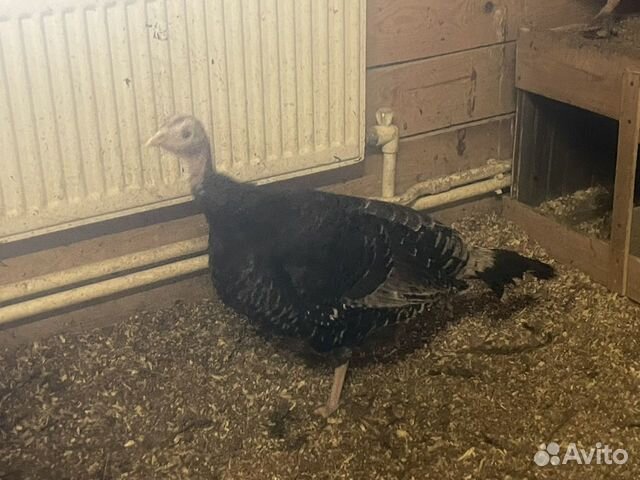 Индюшки молодые