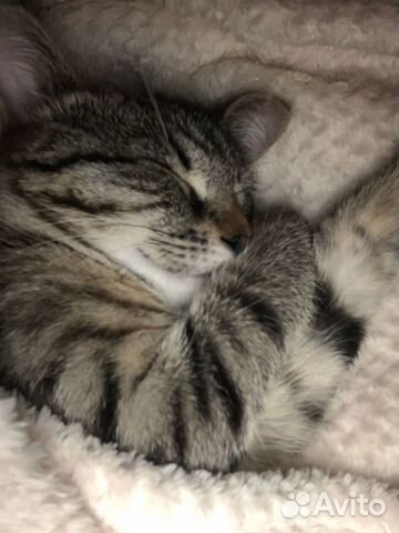 Котенок полосаточка