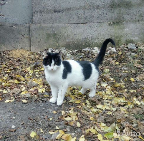 Кошка Муся