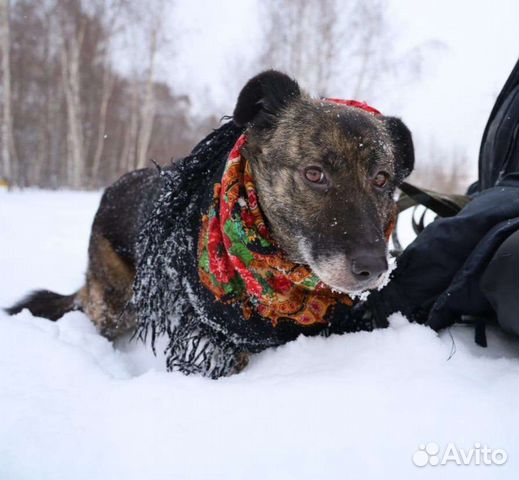 Баллин из приюта ищет дом