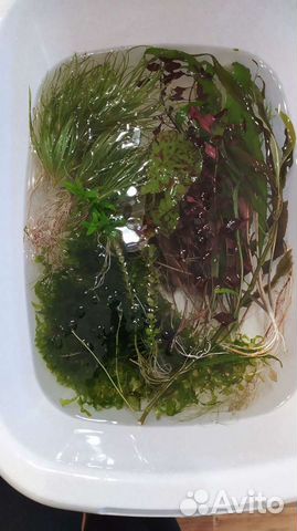 Хорошая прополка аквариумных растений