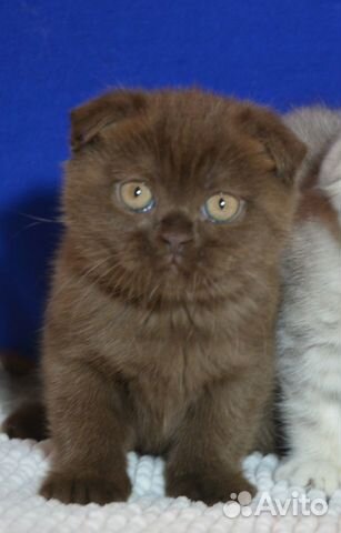 Шоколад. Вислоухая