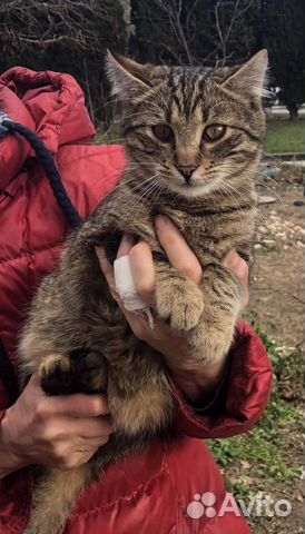 Амурчик ищет дом