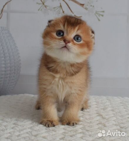 Шоколадная золотая кошечка