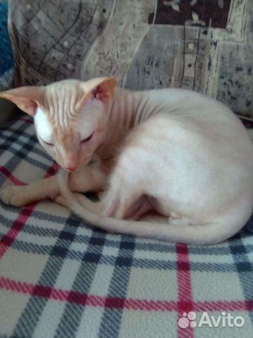 Донской сфинкс бесплатно