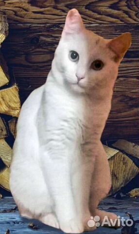 Кошечка Снежана