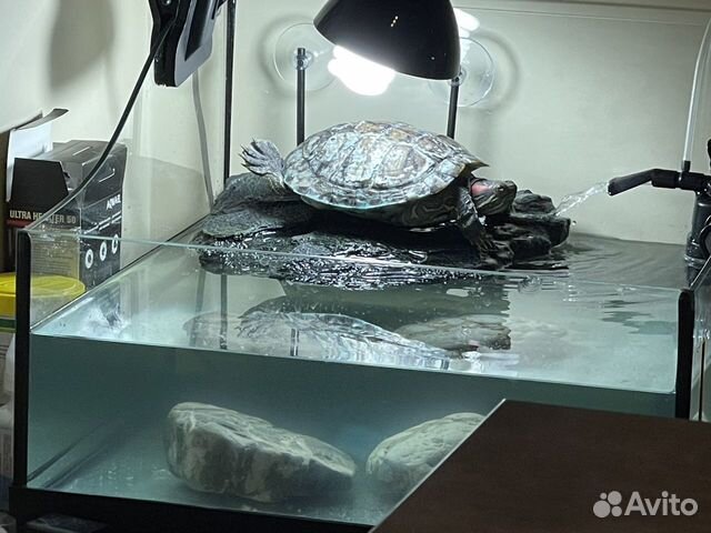 Красноухая черепаха с аквариумом