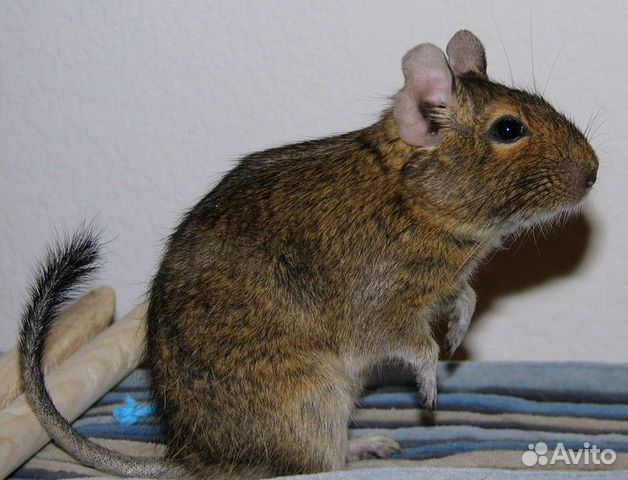 Белка дегу (бесплатно)