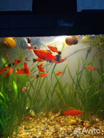 Аквариумные рыбки