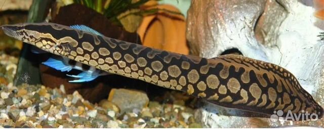 Мастацембел