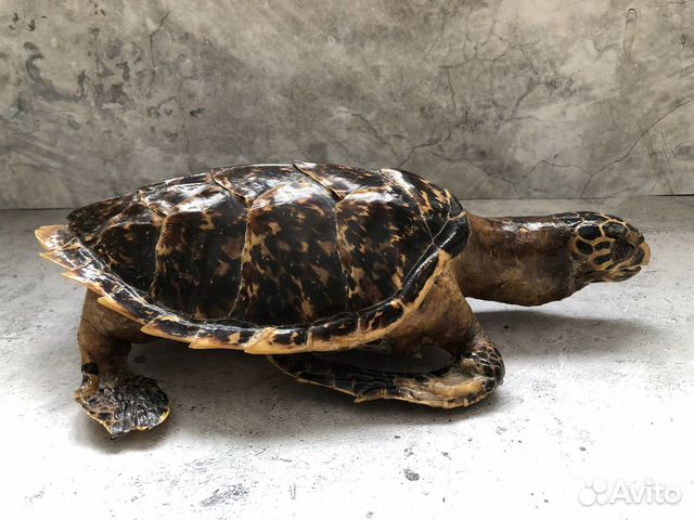 Чучело морской черепахи : "carey”. куба