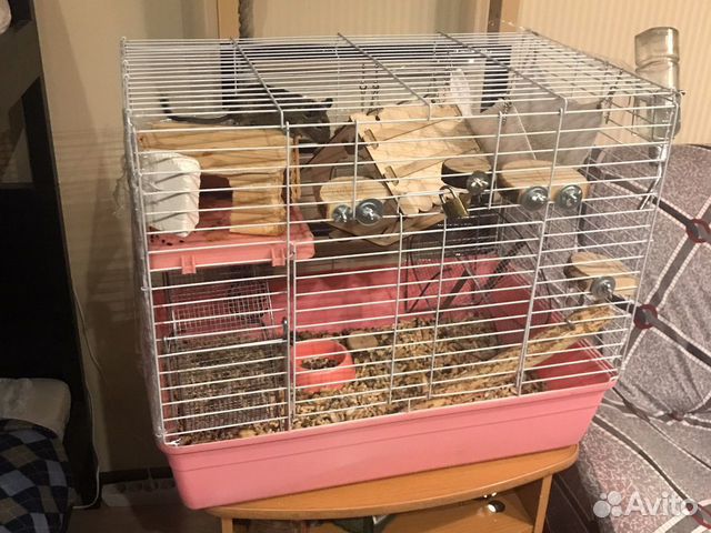 Две чилийские белочки Дегу