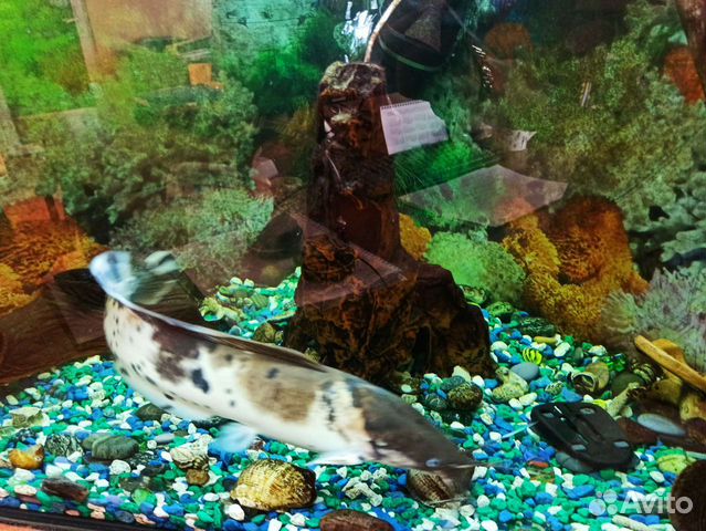 Сом в добрые руки