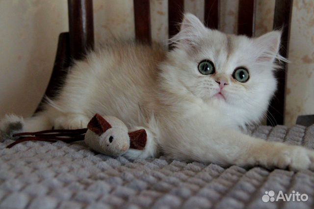 Серебристая шиншилла кошечка