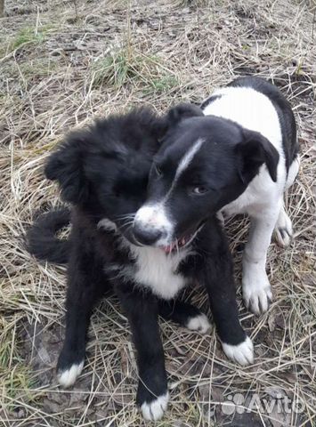 Два братика ищут дом