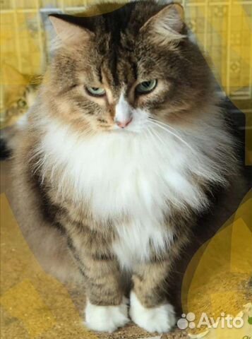 Полусибирский