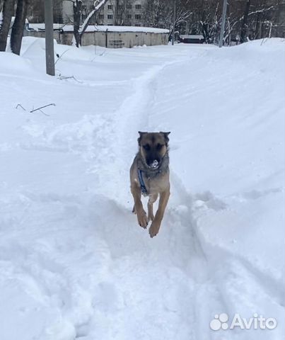 Помесь немецкой овчарки в добрые руки