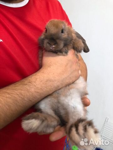 Декоративный кролик