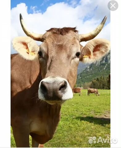 Корова дойная молочная