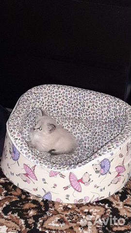 Невская маскарадная# девочка