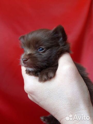 Сладкий шоколадный малыш микро