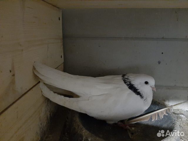 Ижевские голуби