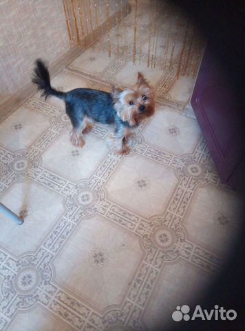 Йоркширский терьер вязка