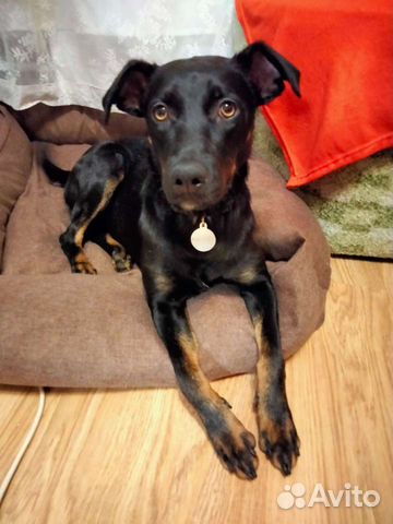 Собака в добрые руки щенок