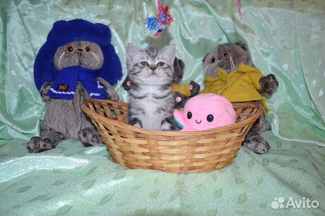 Шотландские котята
