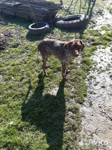 Собака курцхаар