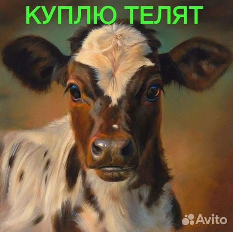 Бычки и телята