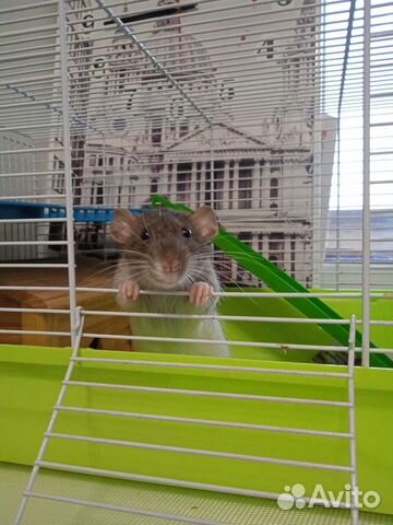 Крысята Дамбо