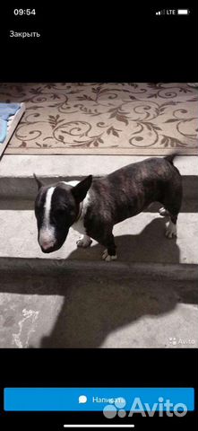 Мини були вязка чистой породы очень добрый спокойн