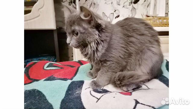Котенок девочка 3 месяца метис русской голубой
