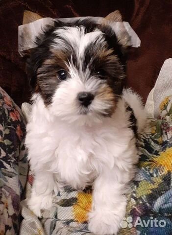 Бивер йорк девочка