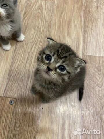 Шотландские котята вислоухие