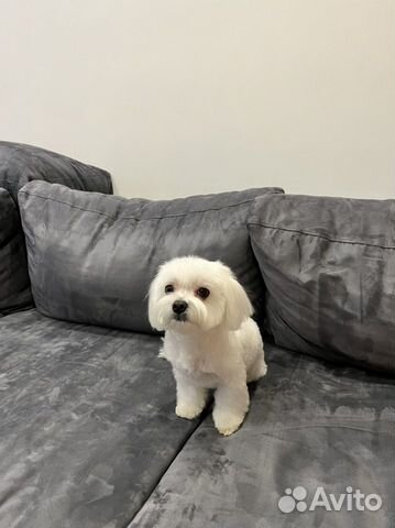 Кобель мальтезе вязка