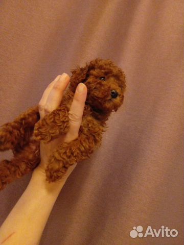 Дорого тикап микро пудель и мальтипу микро
