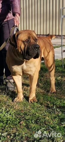 Щенки южноафриканского Бурбуля