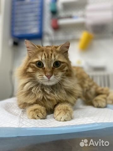 Котенок рыжий в добрые руки